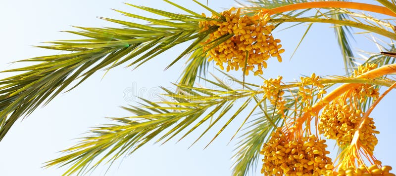 Yellow Date Fruits on a Tree Stock Image - Image of tree, bunch: 260936979