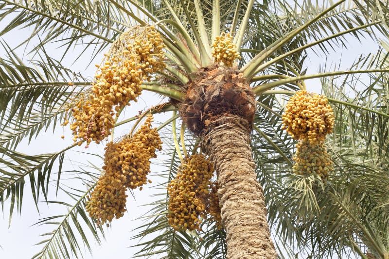 Yellow Dates Bunches in a Date Palm Tree Stock Image - Image of ...