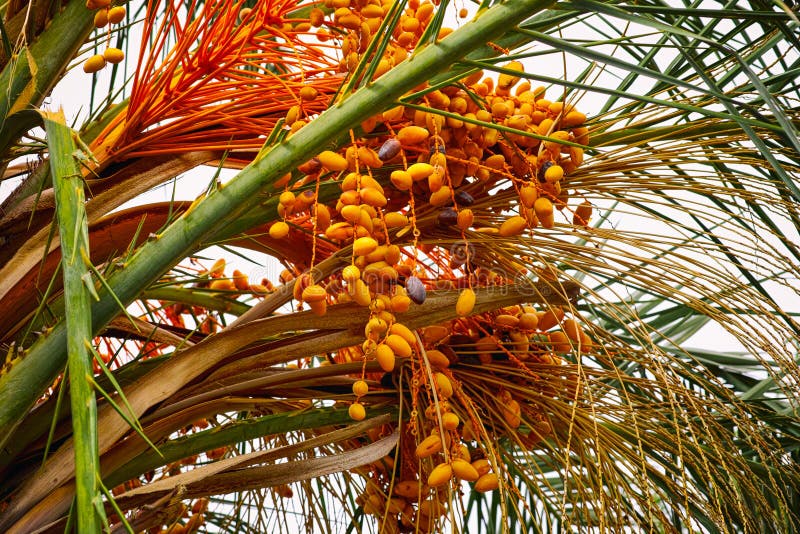 Yellow Dates Growing on the Tree. Stock Image - Image of growth, date ...