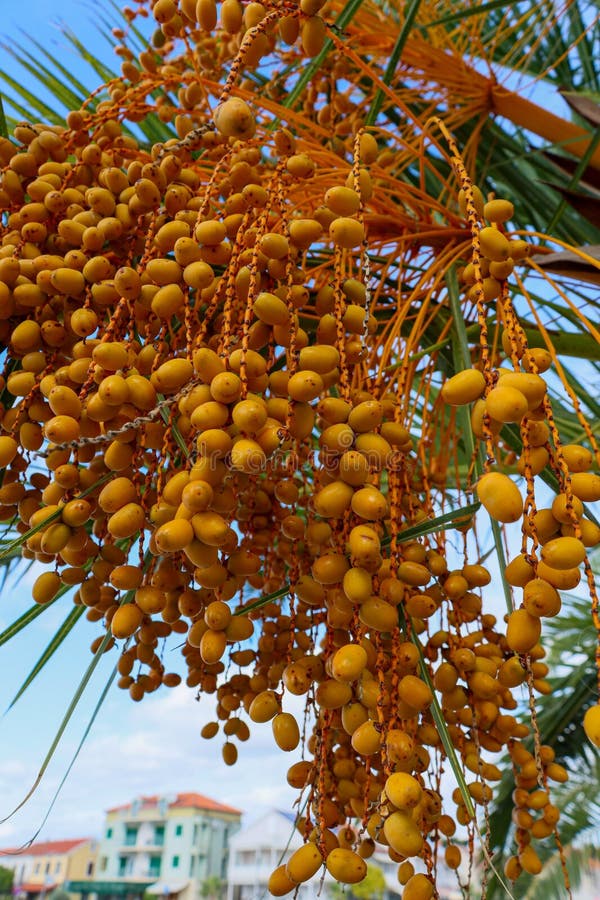 Red and Yellow Raw Dates Fruit or Kurma Muda Ruthob Stock Image - Image ...