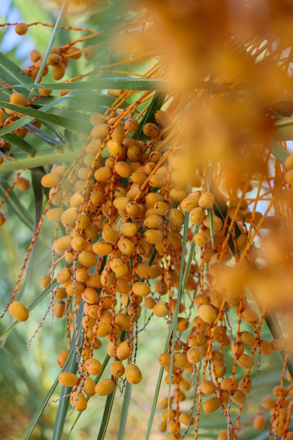Yellow Dates on a Palm Tree Stock Photo - Image of natural, tropical ...