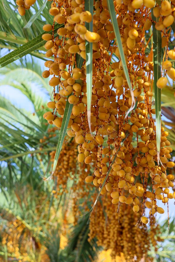 Yellow Dates on a Palm Tree Stock Image - Image of fruit, palm: 368221705