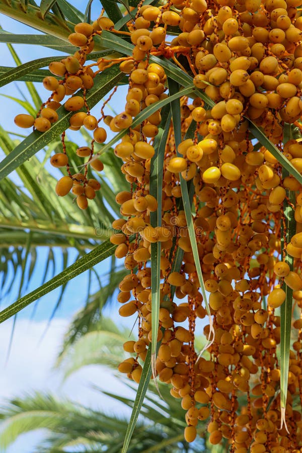 Yellow Dates on a Palm Tree Stock Photo - Image of colorful, freshness ...