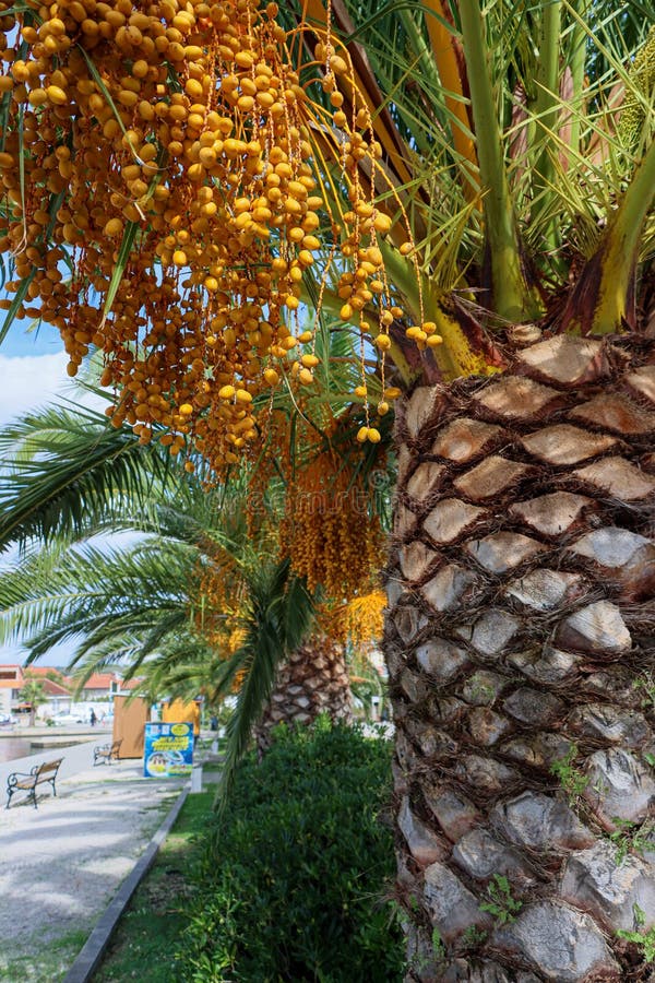 Yellow Dates on a Palm Tree Stock Image - Image of yellow, colorful ...