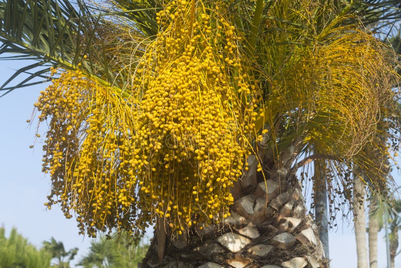 Yellow dates on palm tree stock image. Image of tropical - 169783459