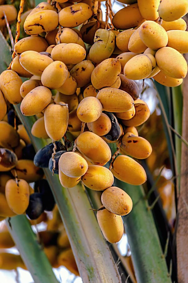 371 Tree Desert Saudi Dates Stock Photos - Free & Royalty-Free Stock ...