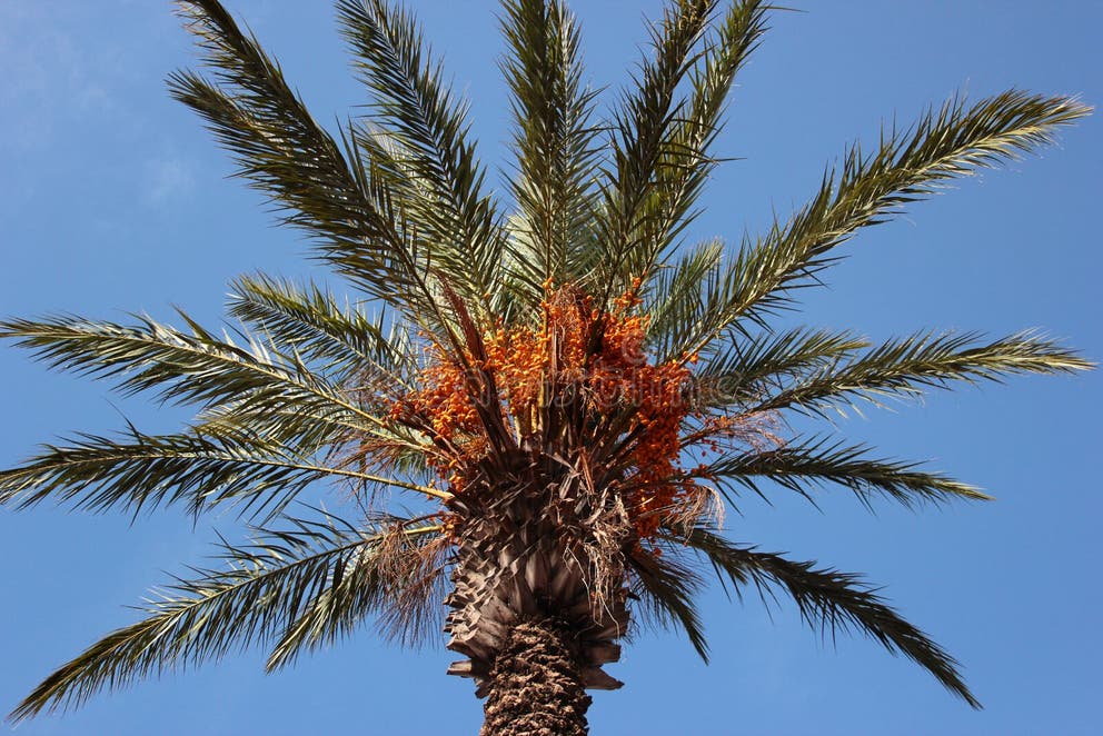 Yellow Dates on a Palm Tree, Phoenix Dactylifera Stock Image - Image of ...