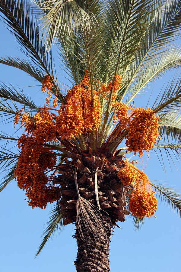 Yellow Dates on a Palm Tree, Phoenix Dactylifera Stock Image - Image of ...