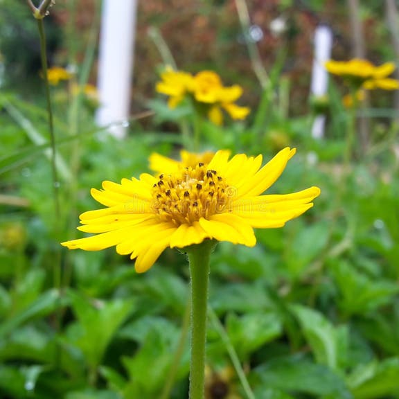 Yellow dawn stock image. Image of morning, yellow, flower - 100417247