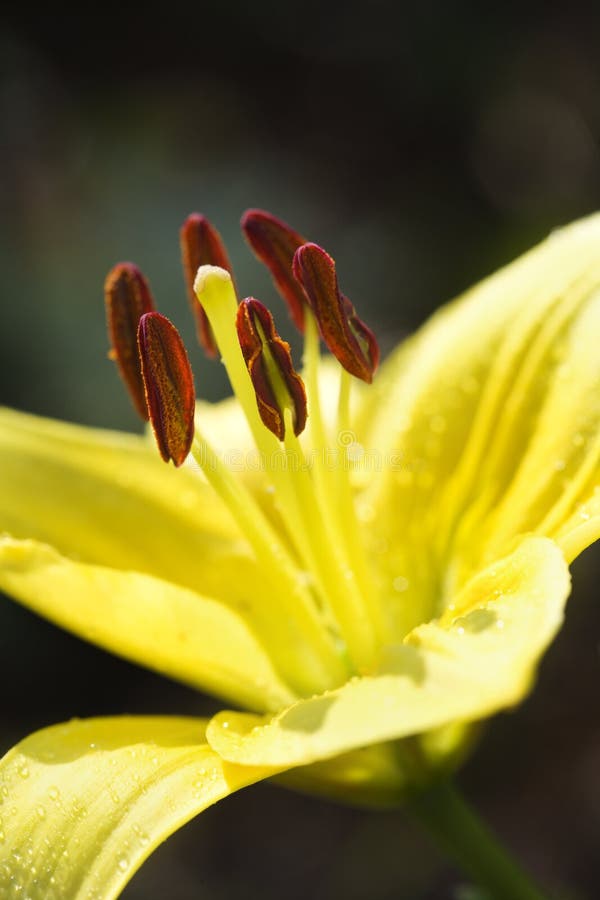 Yellow day lilly bloom. stock photo. Image of landscaping - 2051688