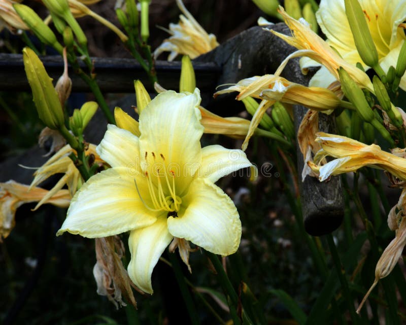 Yellow day lilly stock image. Image of yellow, stamine - 95587567