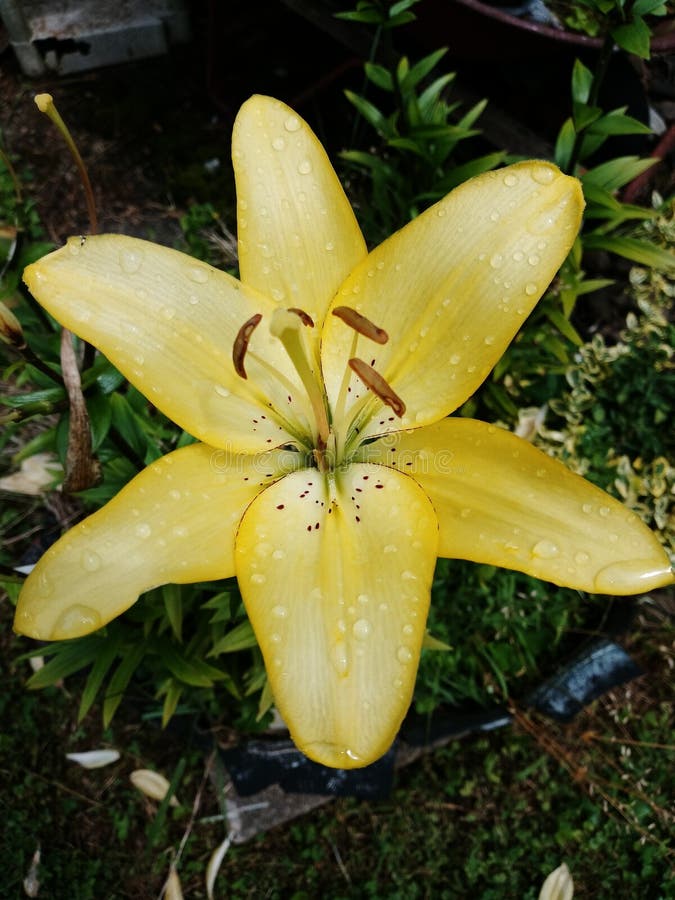 Yellow Day Lilly photo stock image. Image of flower - 254352217