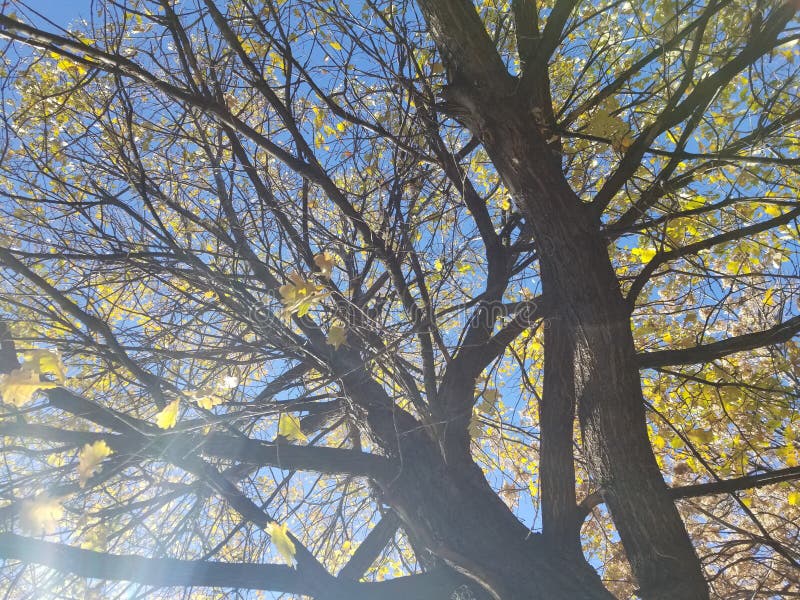 Yellow Daze 2 stock photo. Image of leaves, nature, fall - 141413366