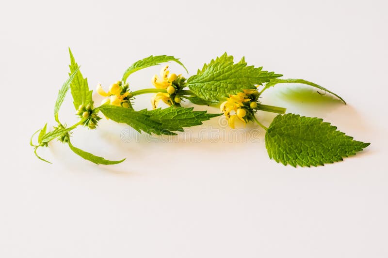 Yellow Dead Nettle Herb with Green Leaves Stock Photo - Image of ...