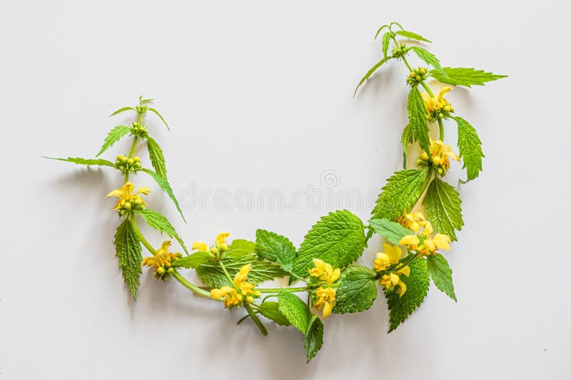 Yellow Dead Nettle Herb with Green Leaves Stock Photo - Image of botany ...