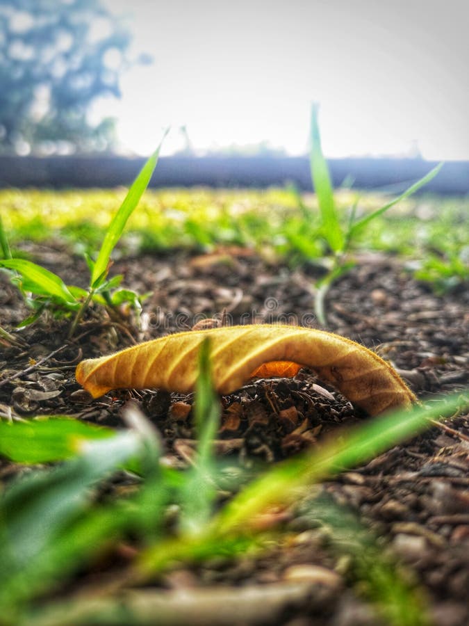 Yellow Dead Wood with Another Angle Stock Image - Image of invertebrate ...
