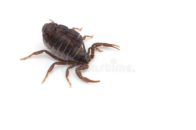 Yellow Deadly Dangerous Scorpion Top View Isolated on White Background ...