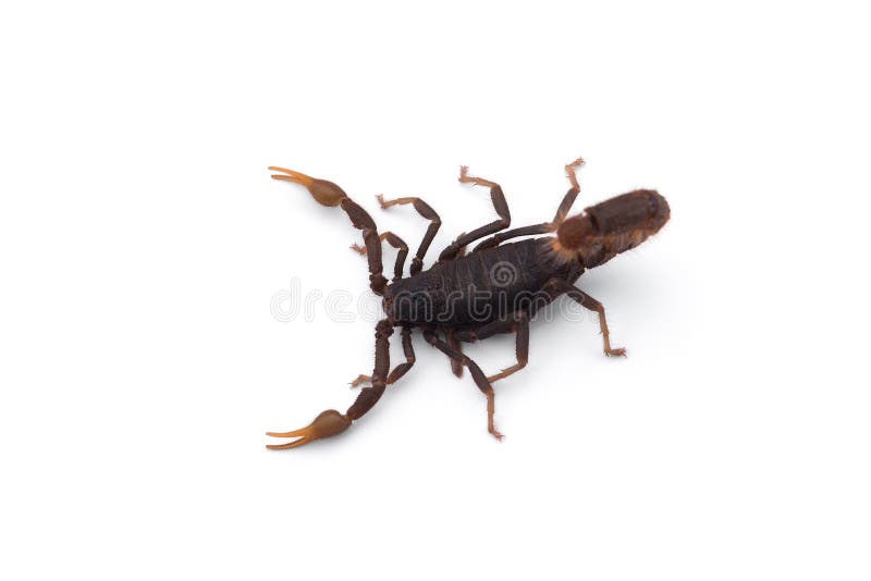 Yellow Deadly Dangerous Scorpion Top View Isolated on White Background ...