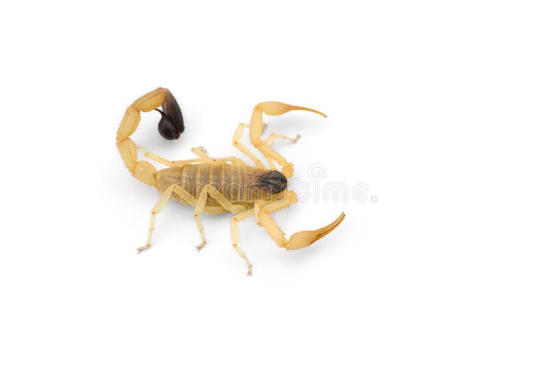 Yellow Deadly Dangerous Scorpion Top View Isolated On White Background ...