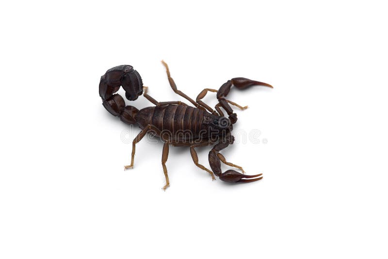 Yellow Deadly Dangerous Scorpion Top View Isolated on White Background ...