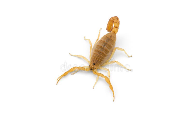 Yellow Deadly Dangerous Scorpion Top View Isolated on White Background ...