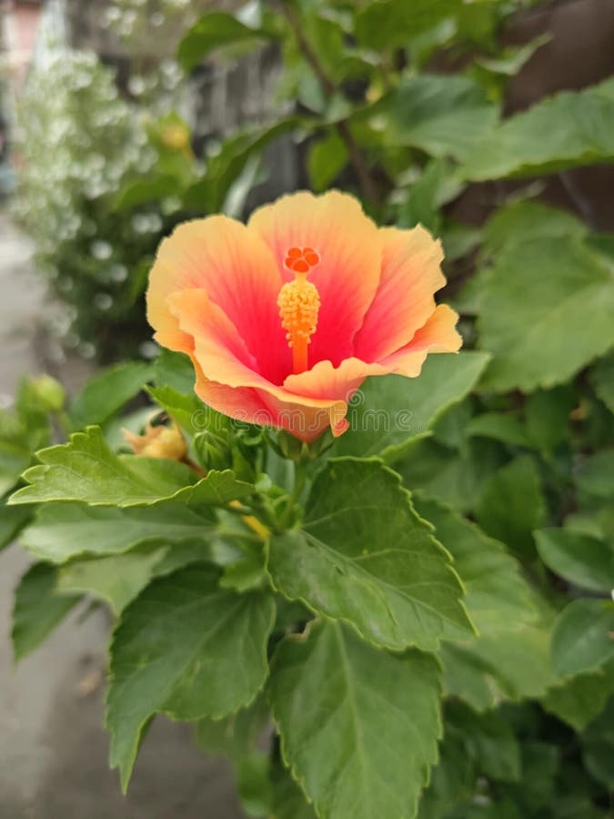 The Yellow Deep Color Pink of Habiscus Brighten My Day Stock Photo ...