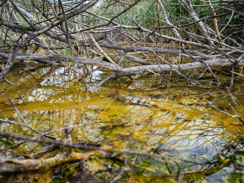Yellow Deep Swamp and Dead Branches. Ural Stock Photo - Image of bald ...