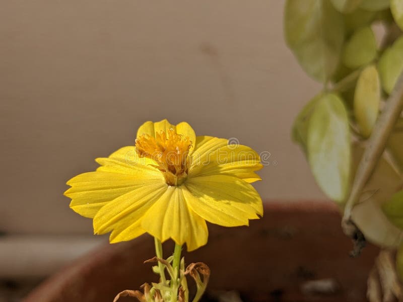 Yellow Dehra Flower Closeup Portrait in the Garden Stock Image - Image ...