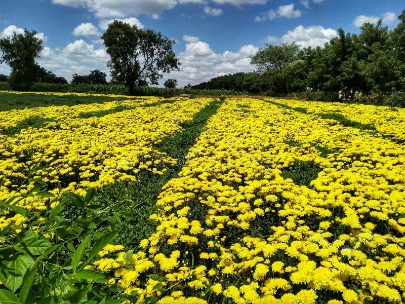 Yellow Dehra Flower Farming Field in India Stock Image - Image of dehra ...