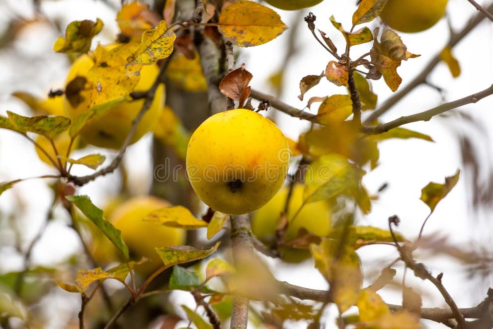 Yellow Delicious Apples in the Garden on a Tree Stock Image - Image of ...