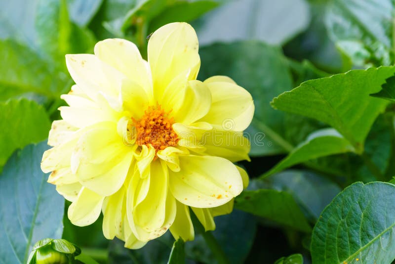 Yellow Delphinium Flower in Garden Stock Image - Image of flora, petal ...