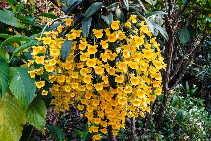 Yellow Dendrobium orchid stock photo. Image of smell - 38454434