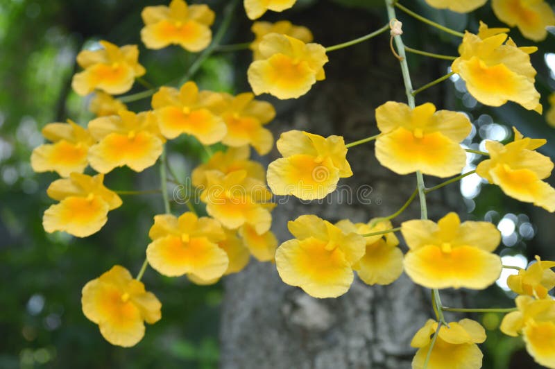 Yellow Dendrobium Orchid Flower Dendrobium Sp. Stock Photo - Image of ...