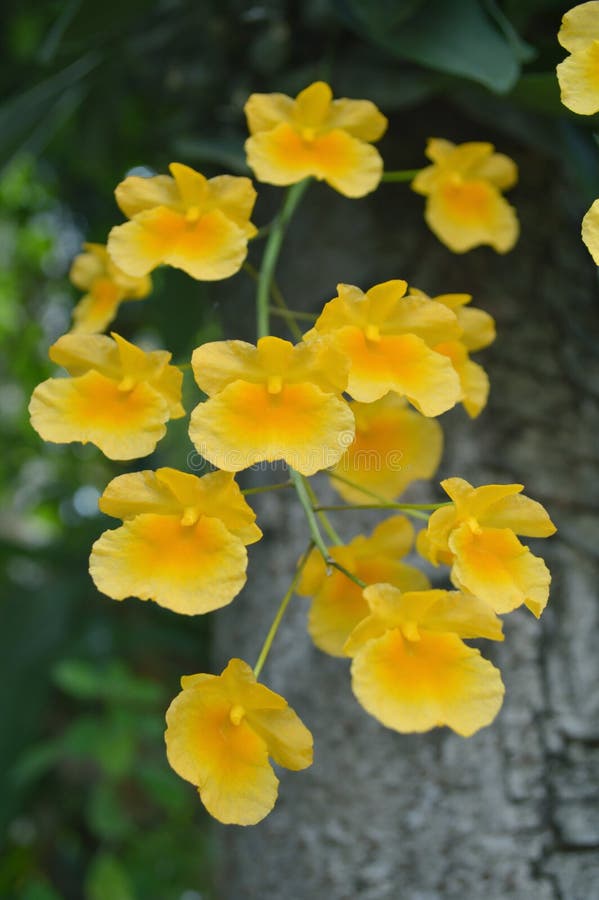 Yellow Dendrobium Orchid Flower Dendrobium Sp. Stock Image - Image of ...