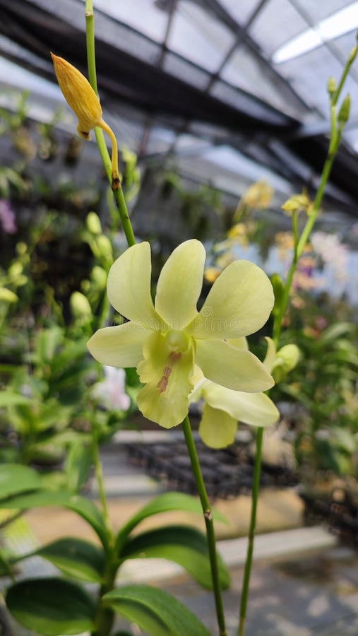Yellow Dendrobium orchid stock photo. Image of smell - 38454434