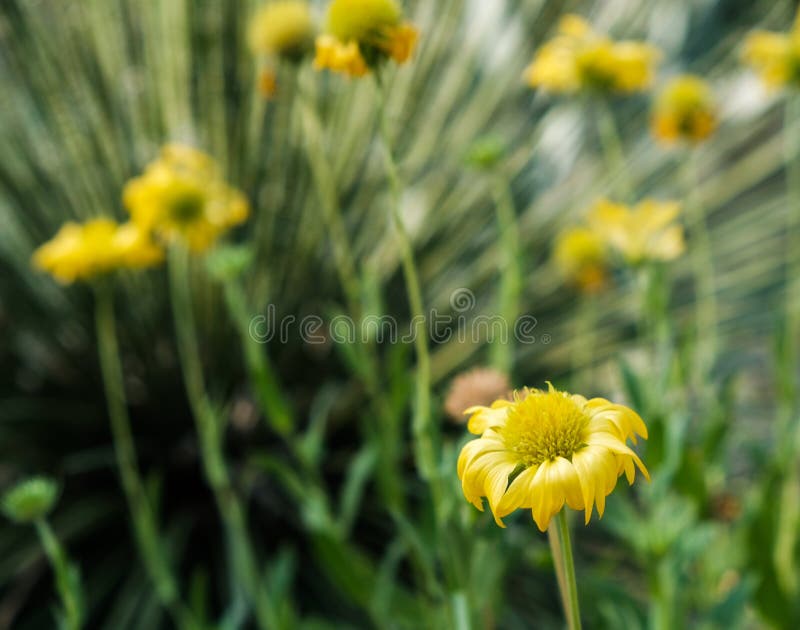 Yellow desert flowers stock image. Image of blossom, blooming - 88093079