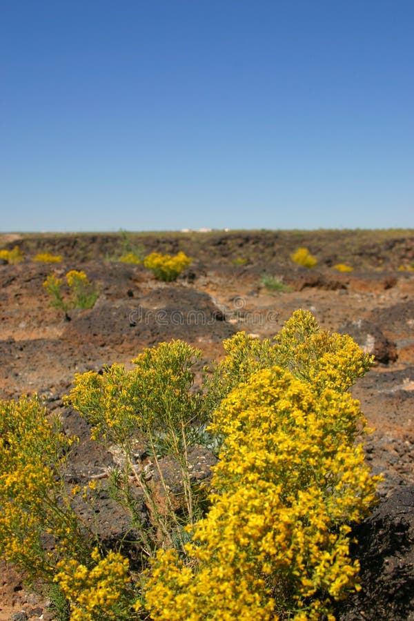 43,327 Desert Flowers Stock Photos - Free & Royalty-Free Stock Photos ...