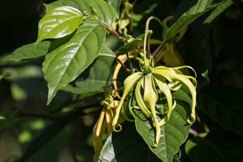 Yellow Desmos Chinensis Flower Stock Photo - Image of tropical, desmos ...