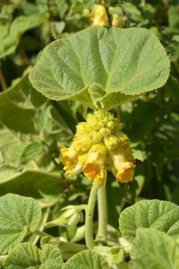 Yellow devils claw stock photo. Image of yellow, botany - 342016530