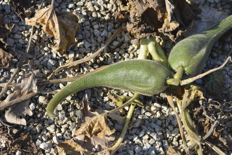 Yellow devils claw stock image. Image of outdoors, latin - 347215239