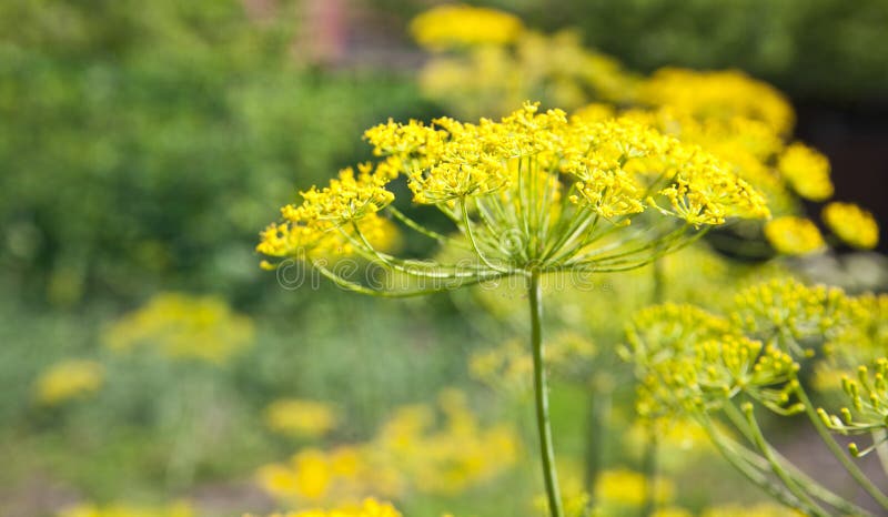 Yellow Dill Flower in a Close-up Garden Stock Photo - Image of ...