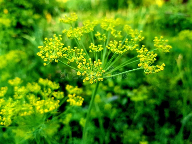 Yellow Dill Flower in Green Grass Stock Image - Image of banks, green ...