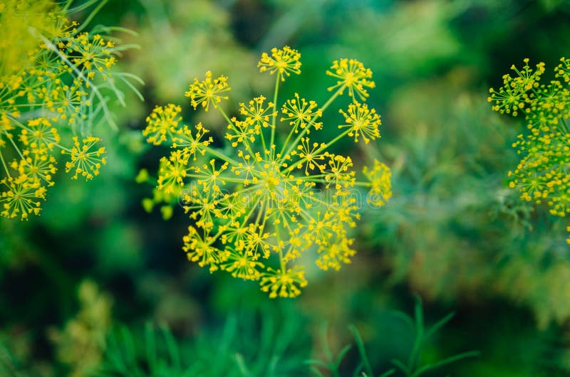 Yellow Dill Flowers in the Garden Stock Photo - Image of botany, dill ...