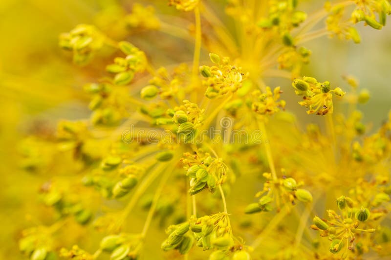 Yellow Dill Umbels with Seeds Stock Photo - Image of farm, flavor ...