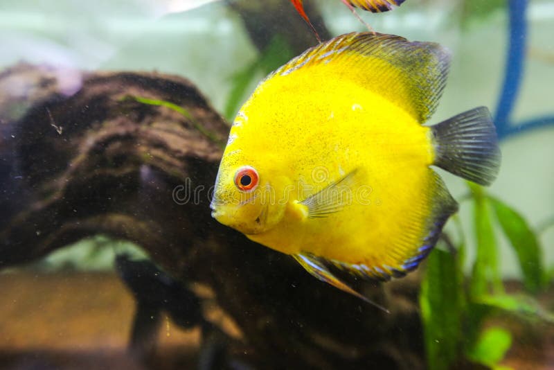 924 Yellow Discus Fish Aquarium Photos - Free & Royalty-Free Stock ...