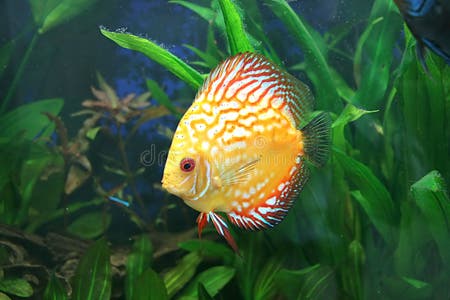 1,249 Yellow Discus Fish Aquarium Stock Photos - Free & Royalty-Free ...