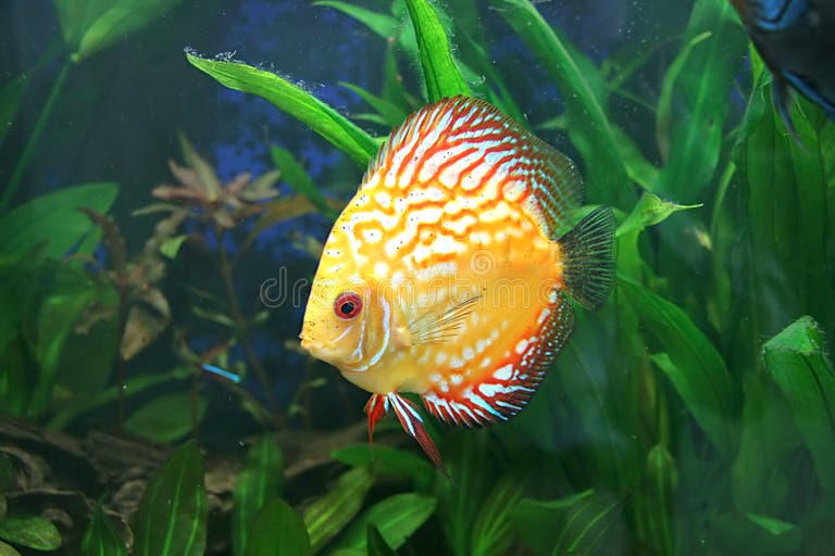 1,249 Yellow Discus Fish Aquarium Stock Photos - Free & Royalty-Free ...