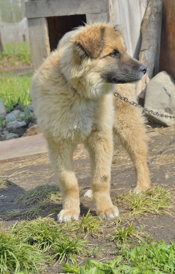 Yellow dog 17 stock photo. Image of doggy, domestic, shaggy - 81226164