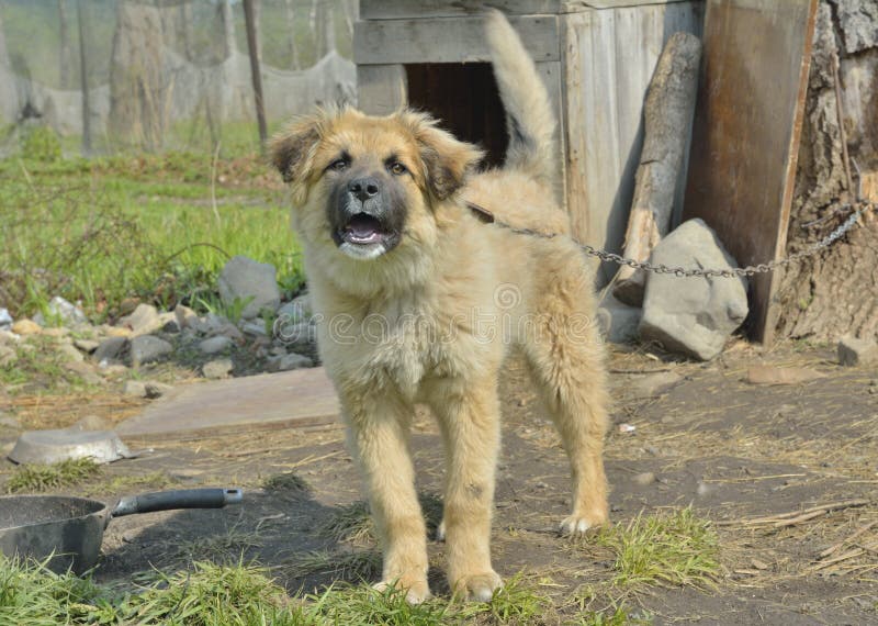 Yellow dog 18 stock image. Image of hair, shaggy, mongrel - 82165677