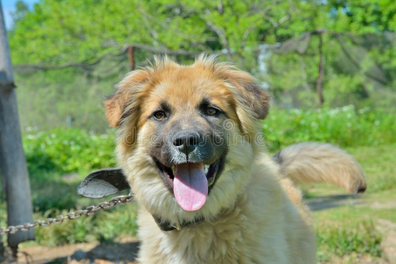 Yellow dog 3 stock photo. Image of animal, mammal, young - 67143958